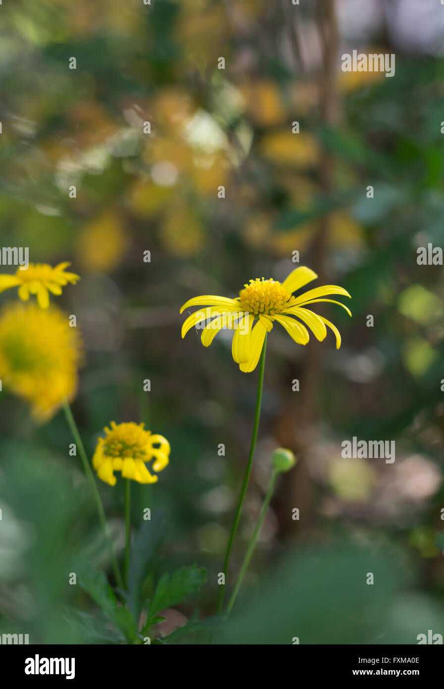 Photo of bright yellow daisy in the forest Stock Photo - Alamy
