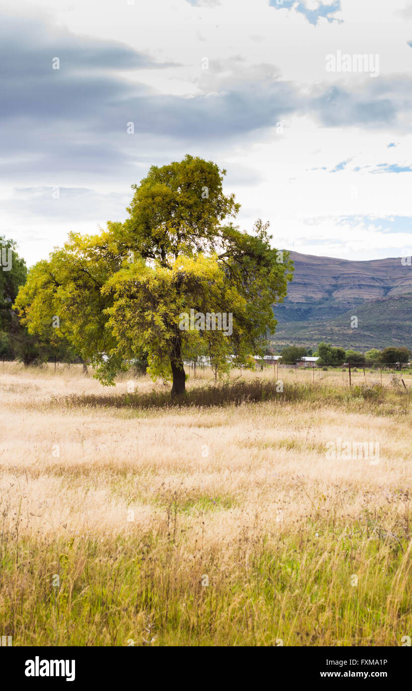 Photo of an solitary autumn tree in a moody landscape Stock Photo - Alamy
