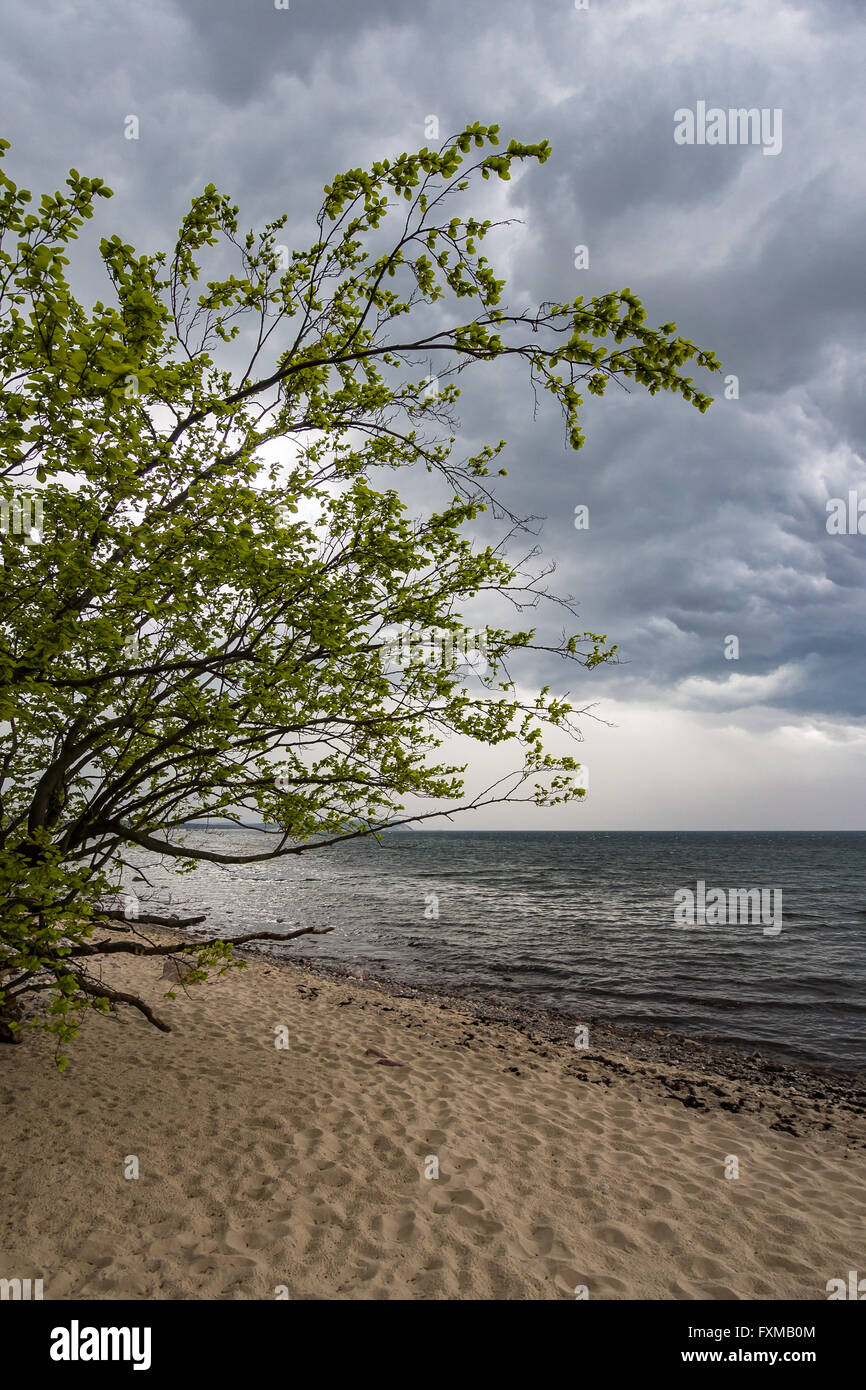 Shore tree hi-res stock photography and images - Alamy