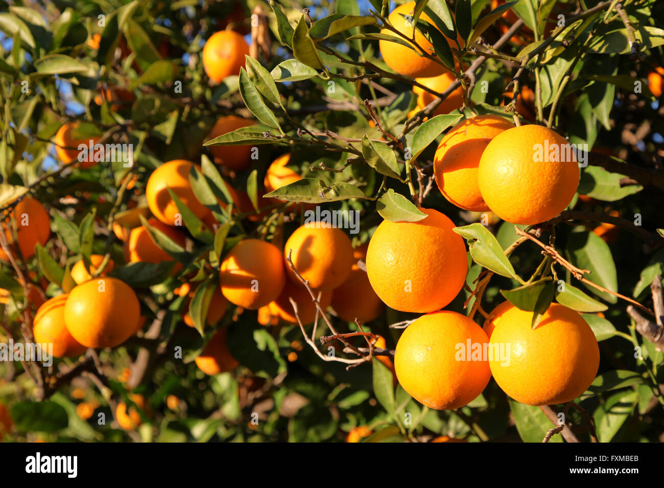 A burst of brilliant oranges in a Greek orchard Stock Photo - Alamy
