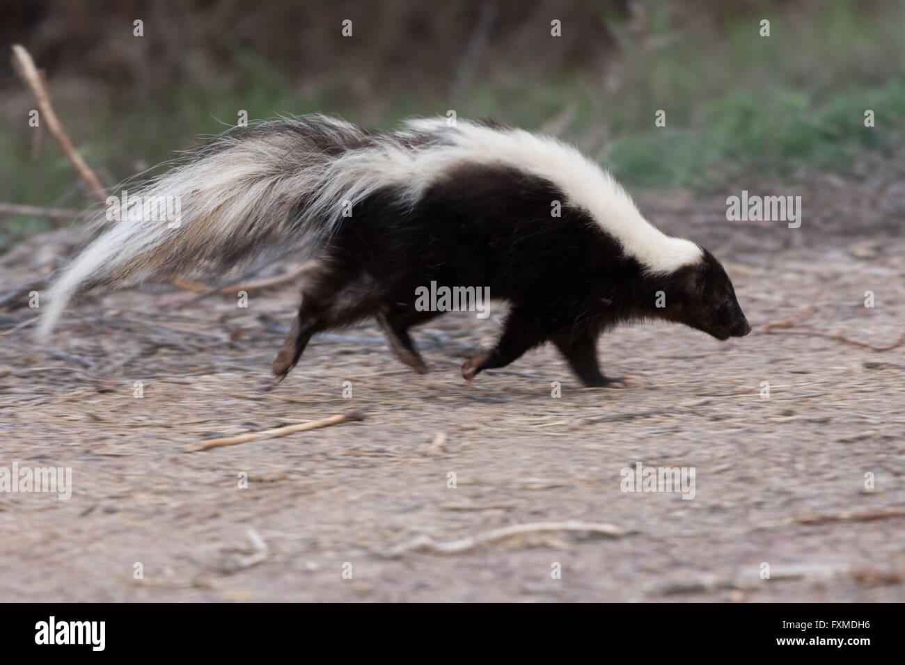 Striped Skunk, (Mephitis mephitis), Bosque del Apache National Wildlife ...