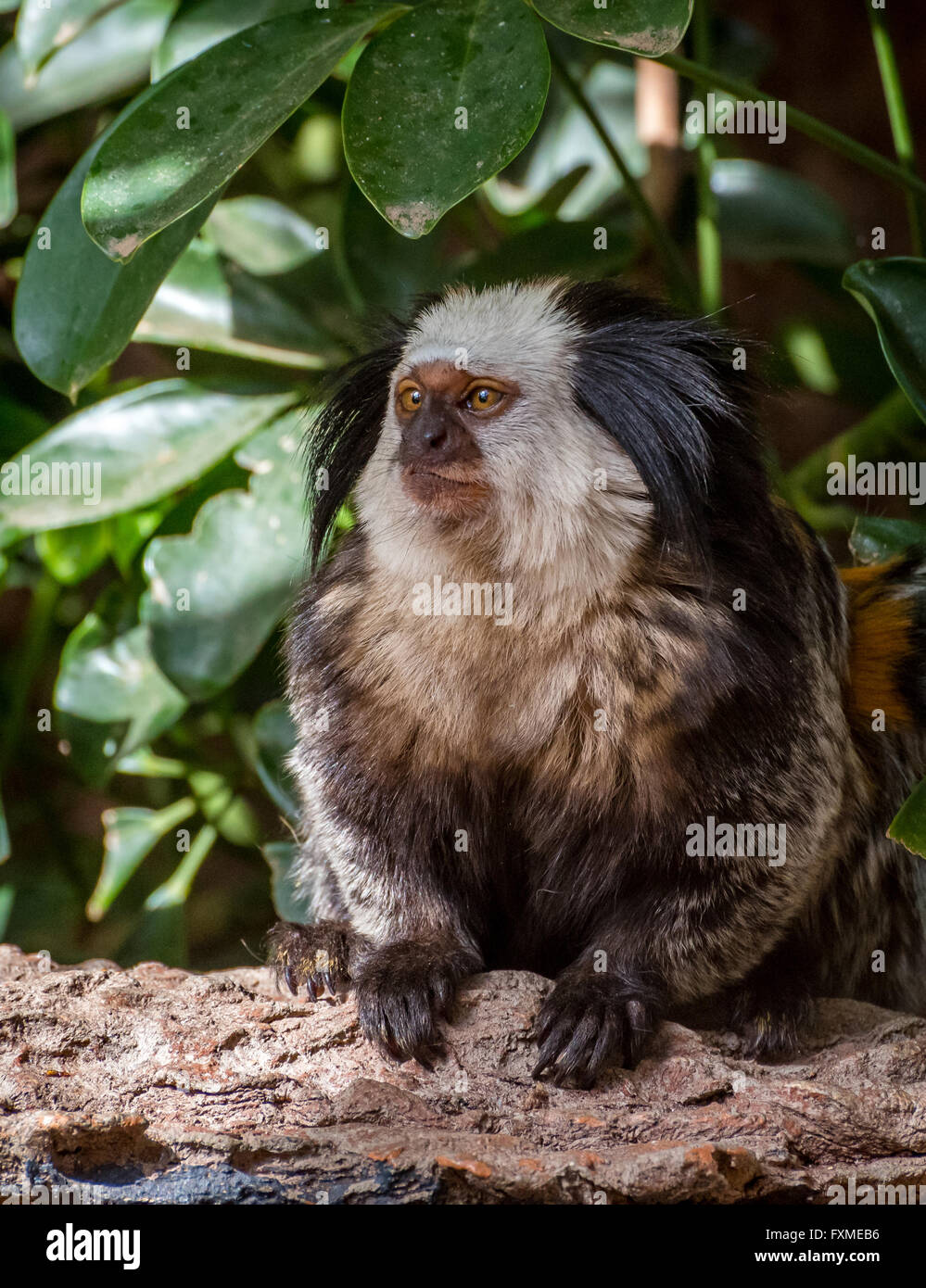 White-headed marmoset (Callithrix geoffroyi) in tree Stock Photo - Alamy