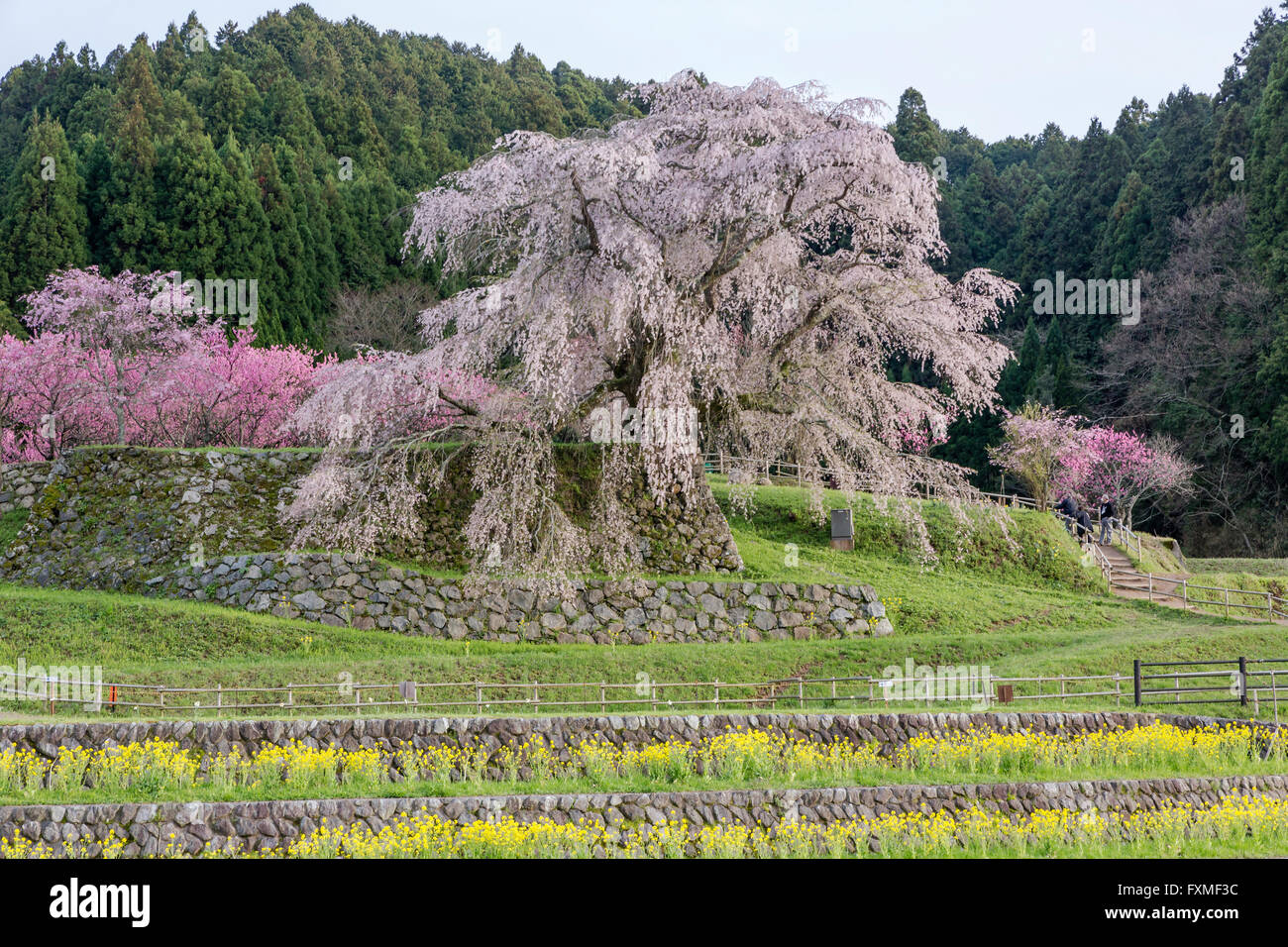 Matabei Cherry Blossoms, Uda, Japan Stock Photo - Alamy