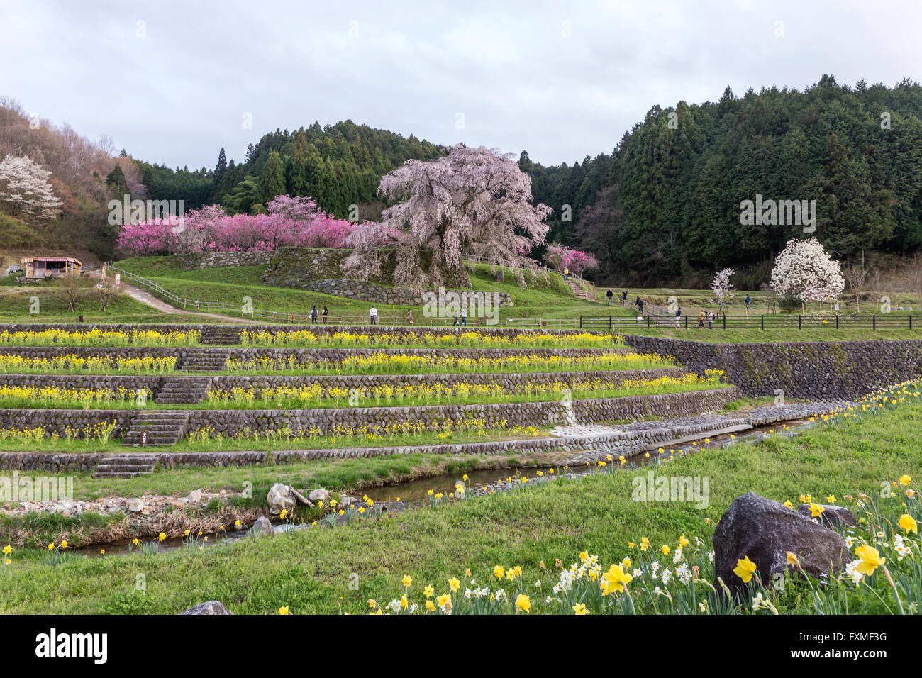 Matabei Cherry Blossoms, Uda, Japan Stock Photo - Alamy