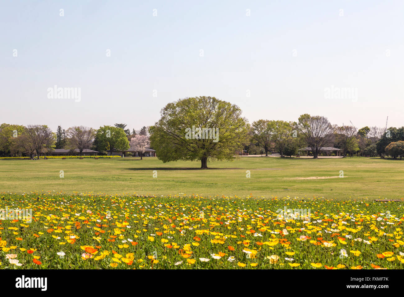 Showa Memorial Park, Tokyo, Japan Stock Photo - Alamy