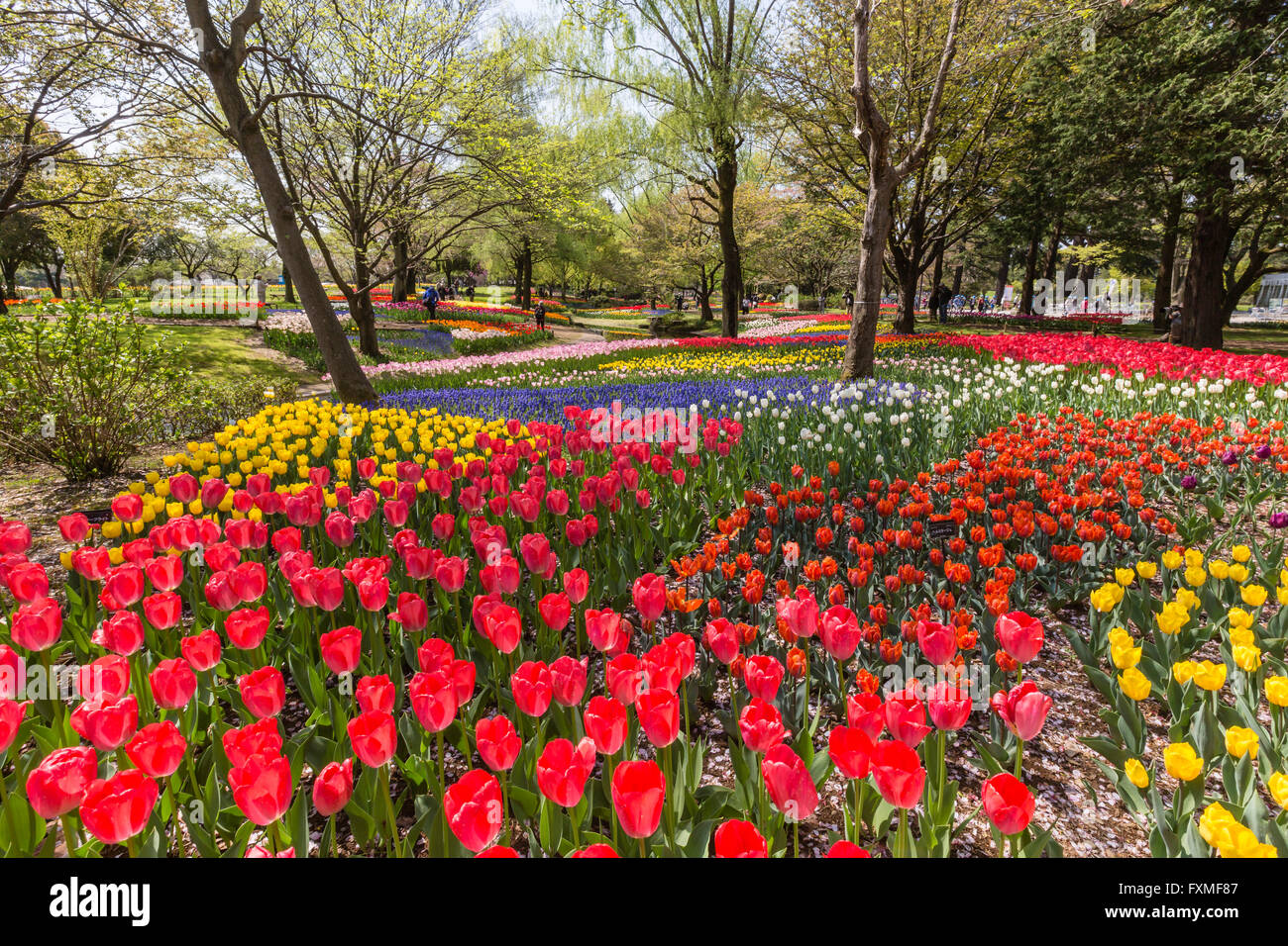 Showa memorial park hi-res stock photography and images - Alamy