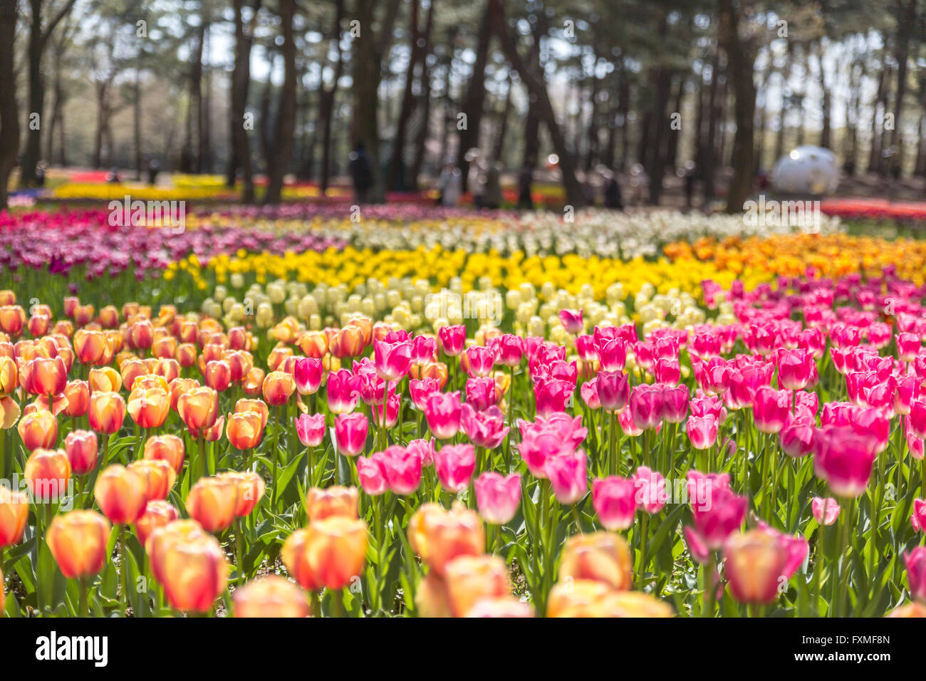 National Hitachi Seaside Park, Hitachinaka, Asia, Japan Stock Photo - Alamy