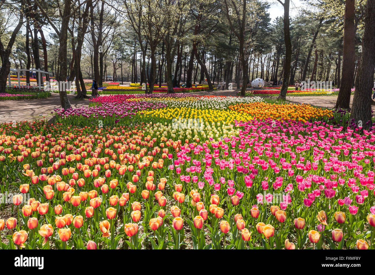 National Hitachi Seaside Park, Hitachinaka, Asia, Japan Stock Photo - Alamy
