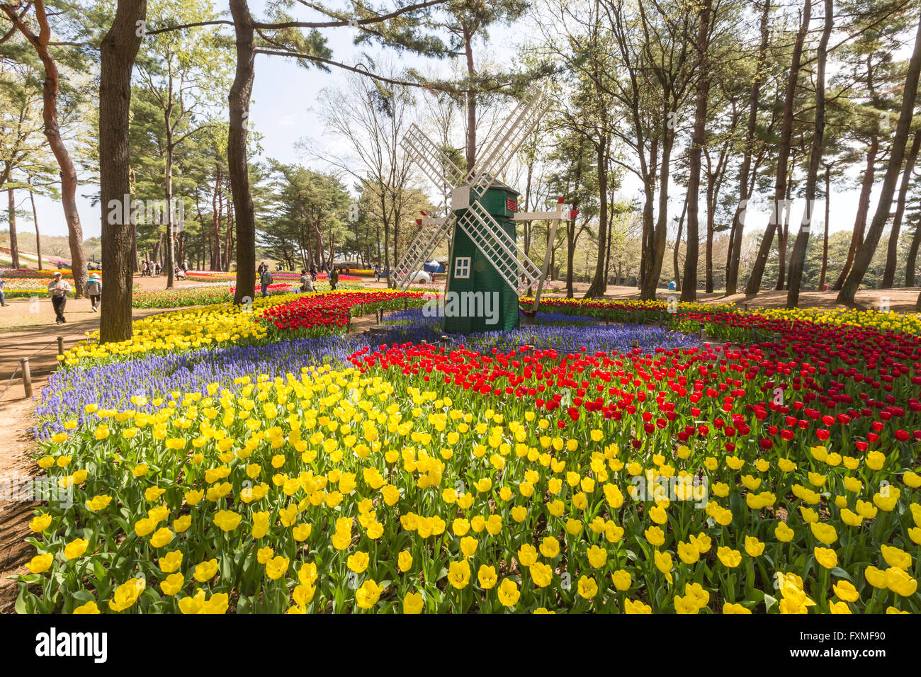 National Hitachi Seaside Park, Hitachinaka, Asia, Japan Stock Photo - Alamy
