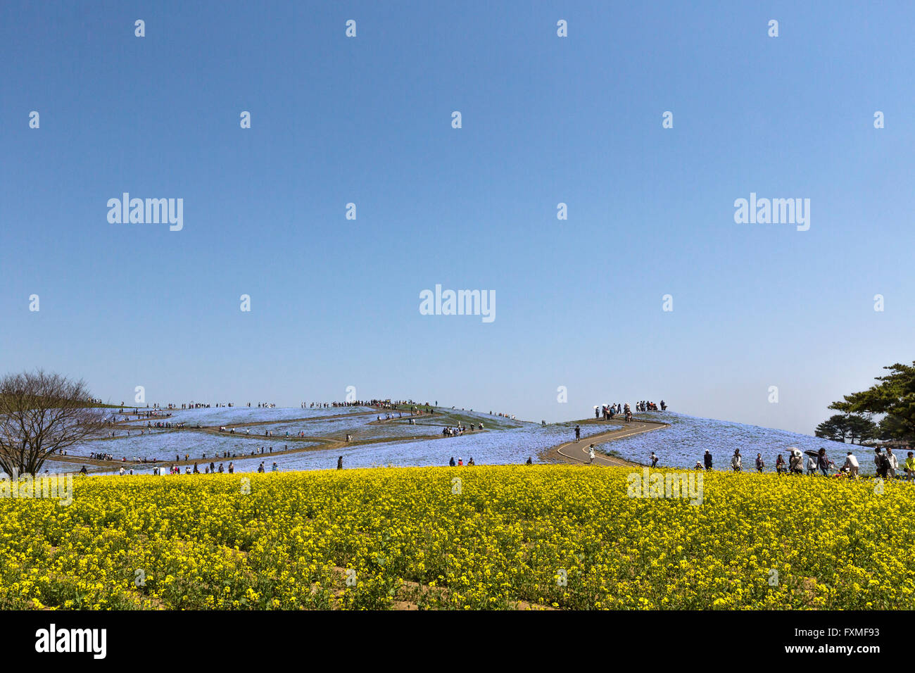 Hitachi seaside park nemophila hi-res stock photography and images - Alamy