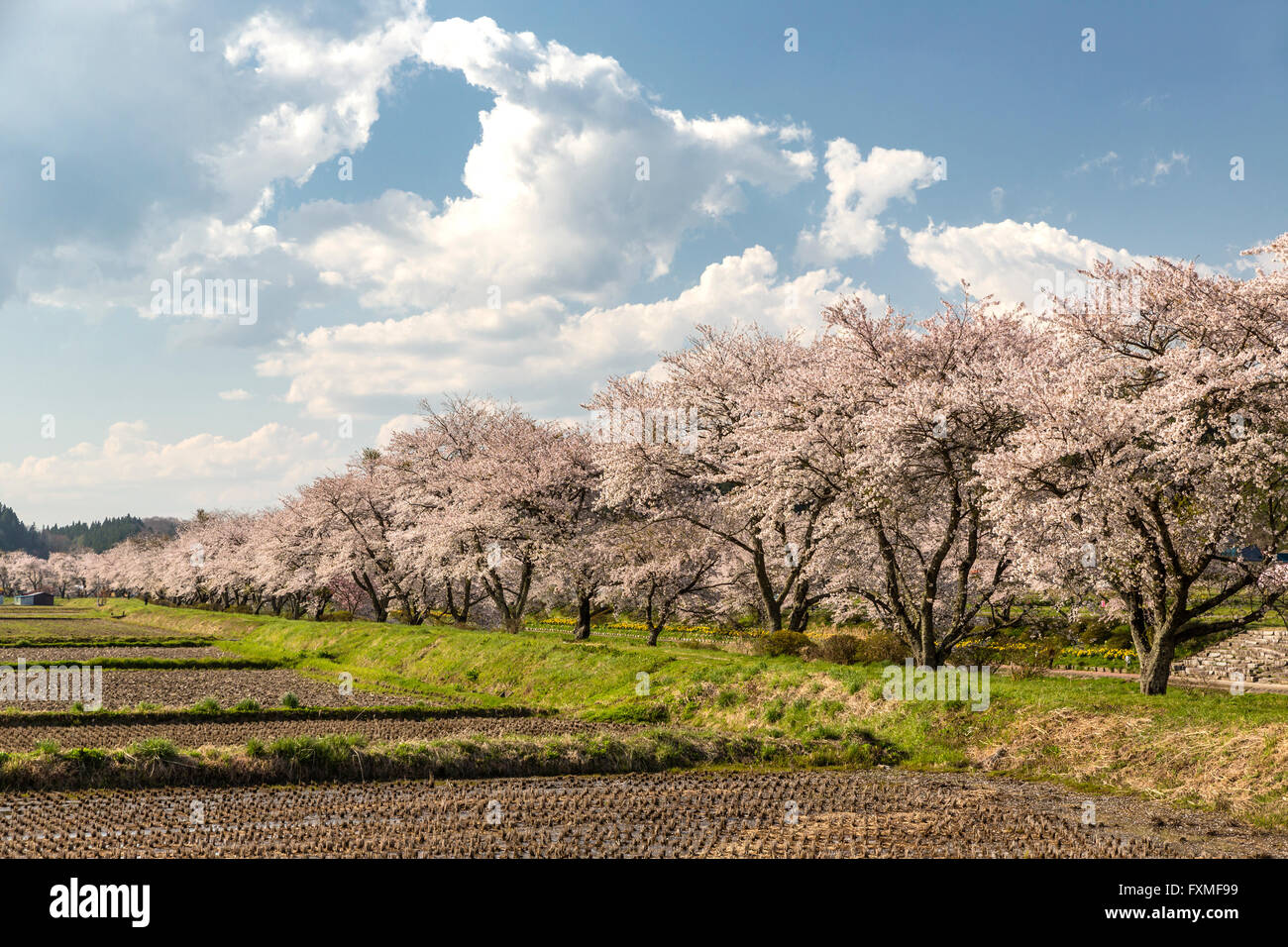 National Hitachi Seaside Park, Hitachinaka, Asia, Japan Stock Photo - Alamy