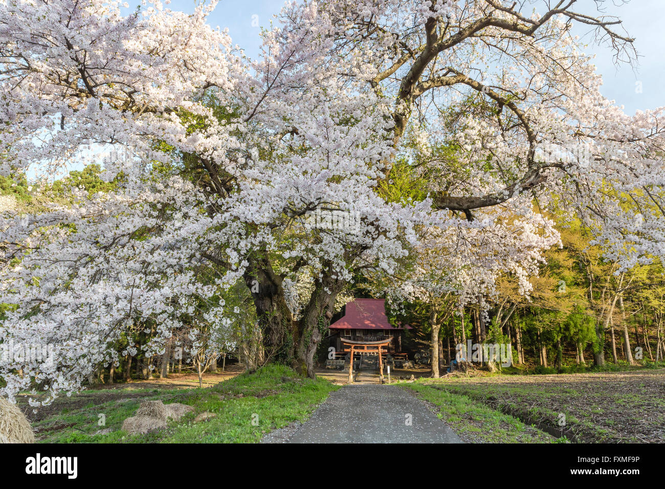 Hachiman Shrine, Fukushima, Japan Stock Photo - Alamy