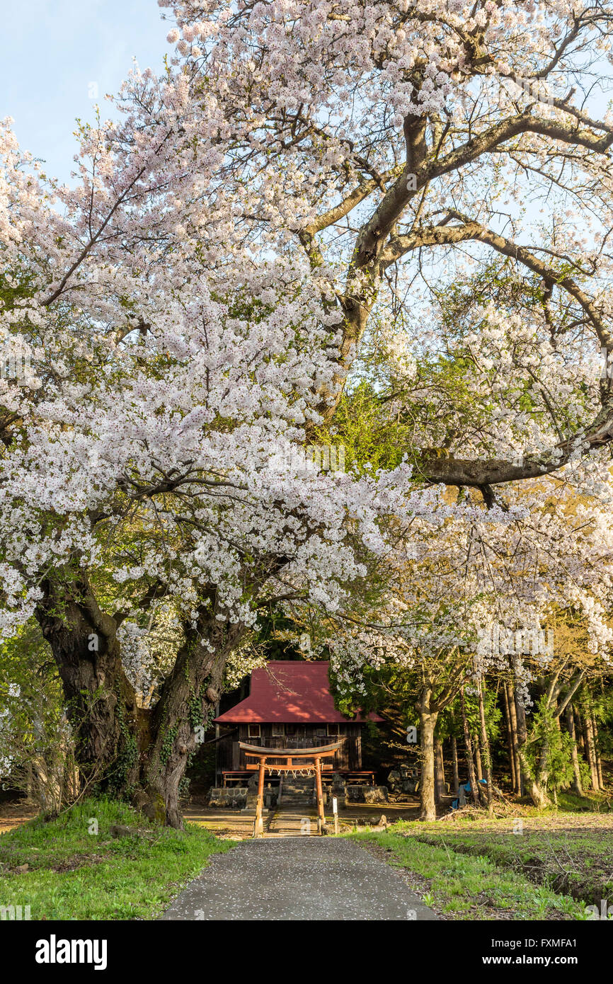 Hachiman hi-res stock photography and images - Alamy