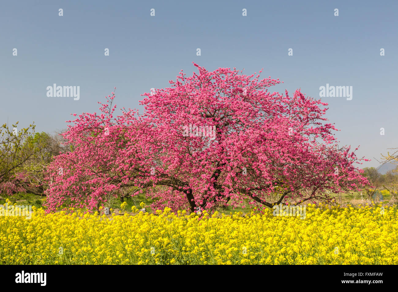 Chikuma River Park, Nagan, Japan Stock Photo - Alamy