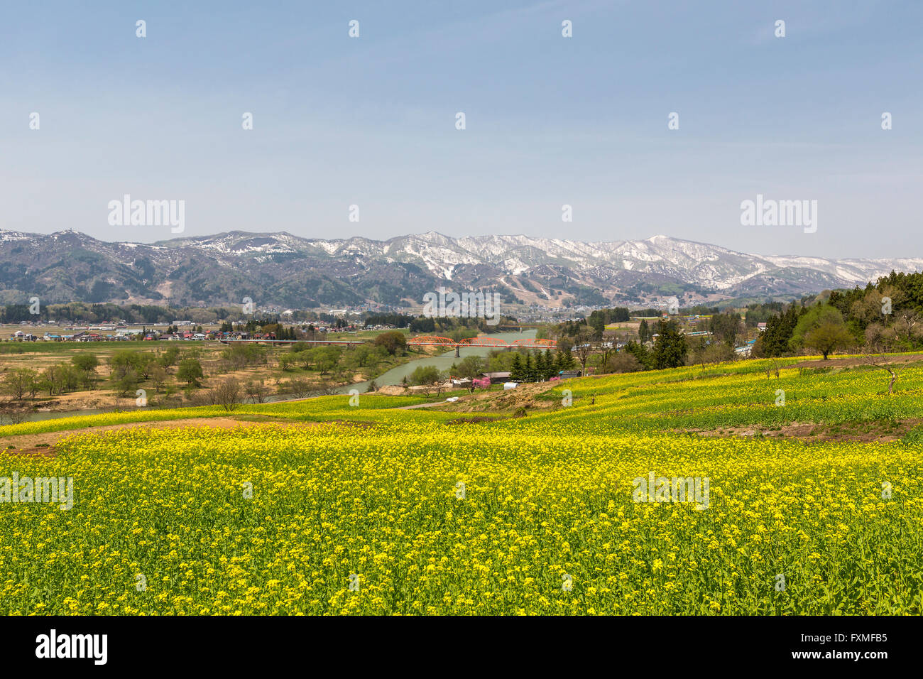 Nanohana Park, Liyama, Japan Stock Photo - Alamy