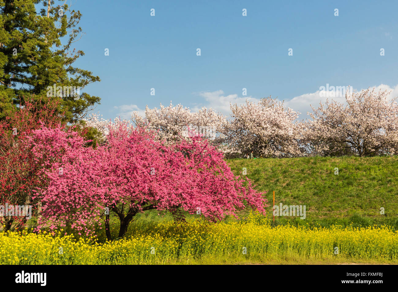 Chikuma River Park, Nagan, Japan Stock Photo - Alamy