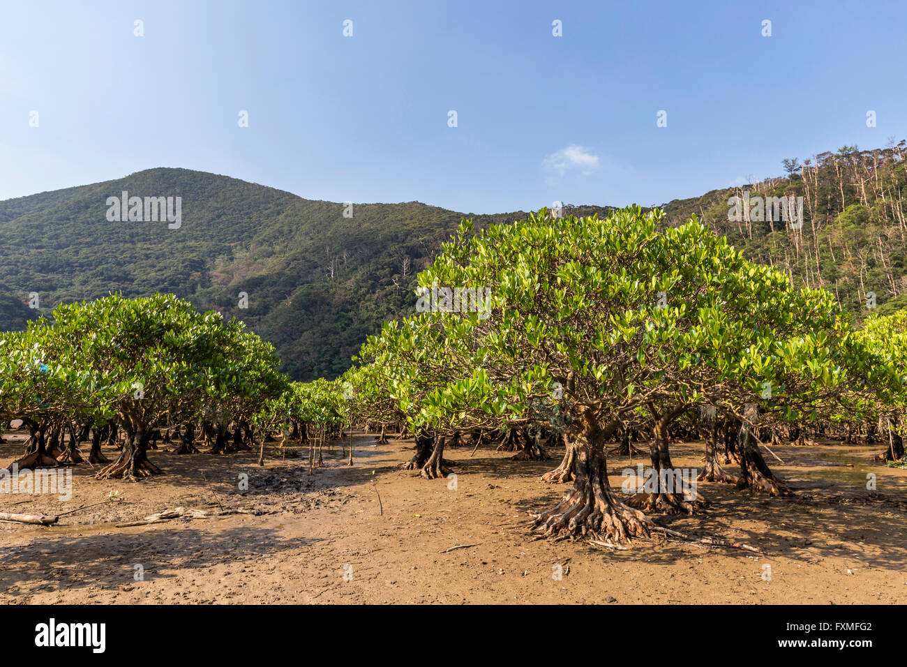 Virgin forest hi-res stock photography and images - Alamy