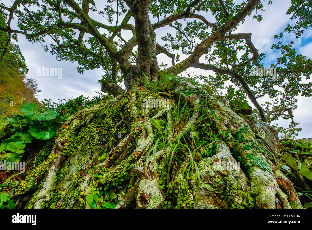 Virgin forest hi-res stock photography and images - Alamy