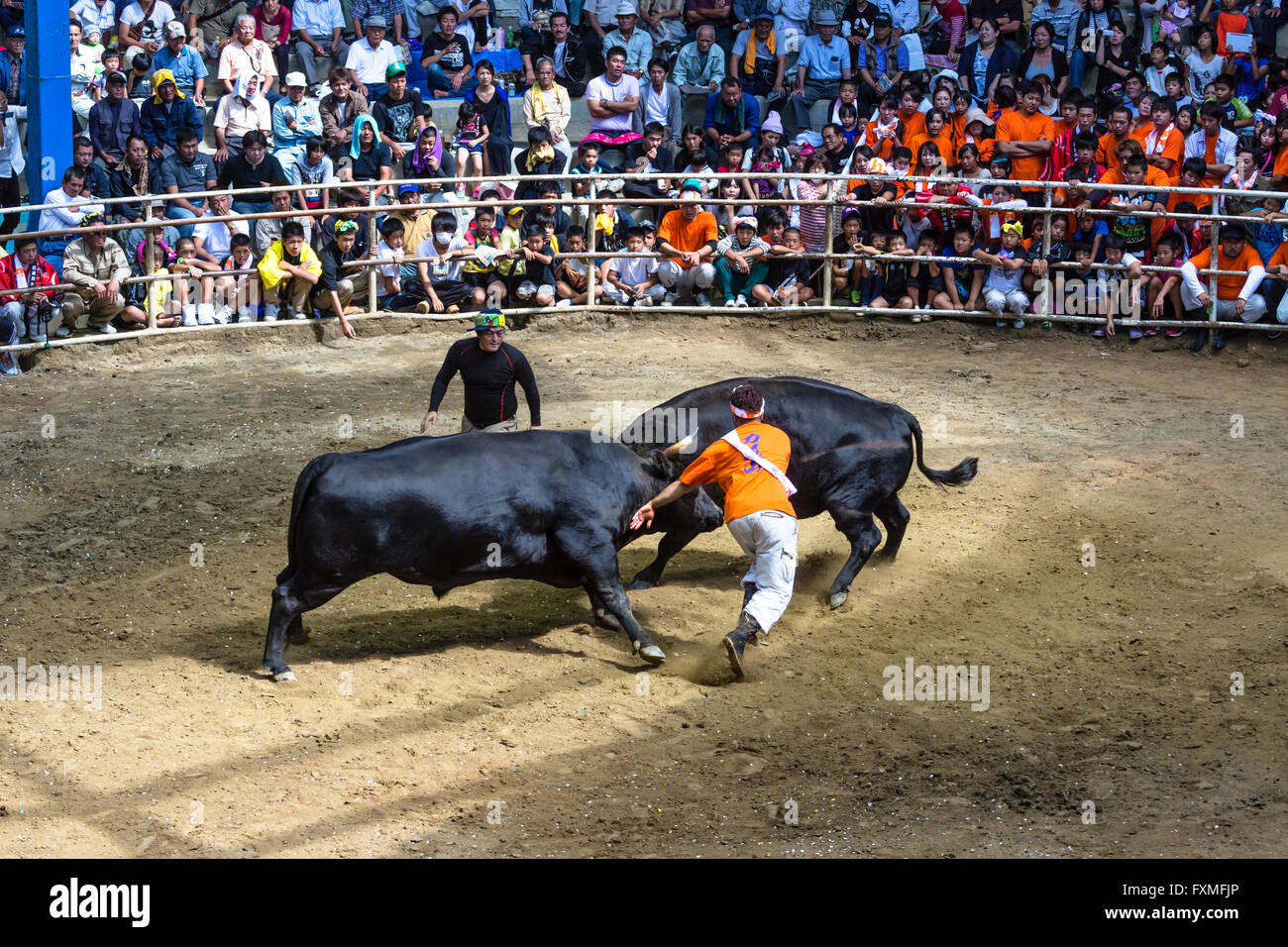 Bullfighting on Tokunoshima Island, Kagoshima, Japan Stock Photo - Alamy