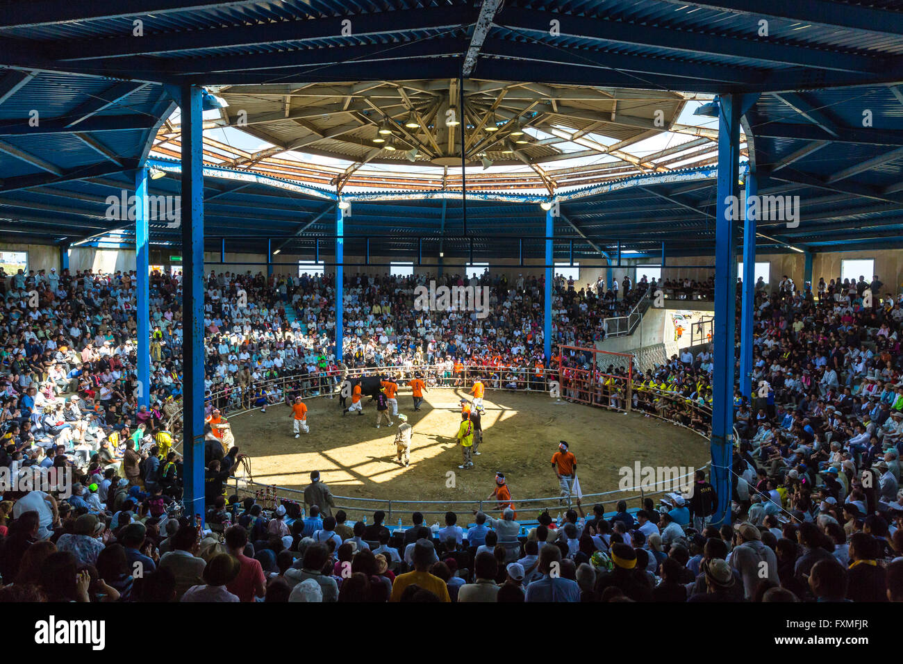 Bullfighting on Tokunoshima Island, Kagoshima, Japan Stock Photo - Alamy