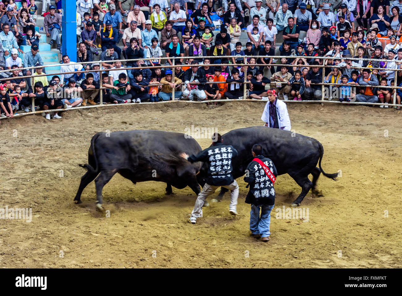 Bullfighting on Tokunoshima Island, Kagoshima, Japan Stock Photo - Alamy
