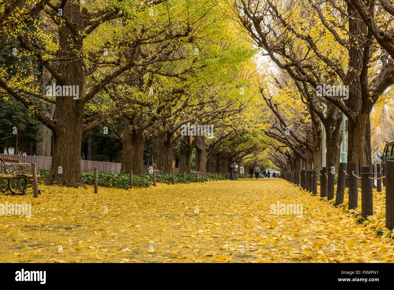 Tokyo ginkgo trees hi-res stock photography and images - Alamy