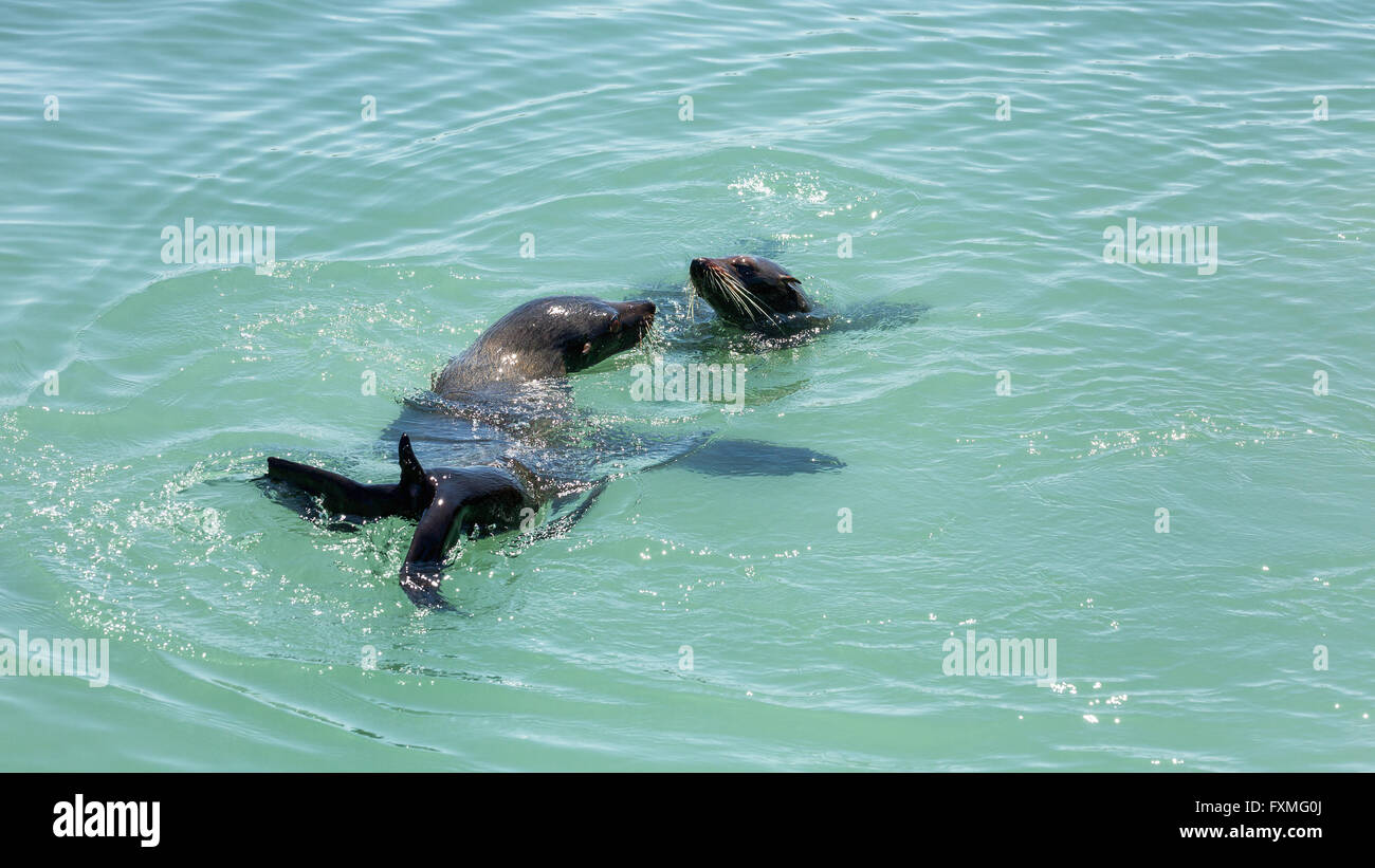 South pacific ocean animals hi-res stock photography and images - Alamy