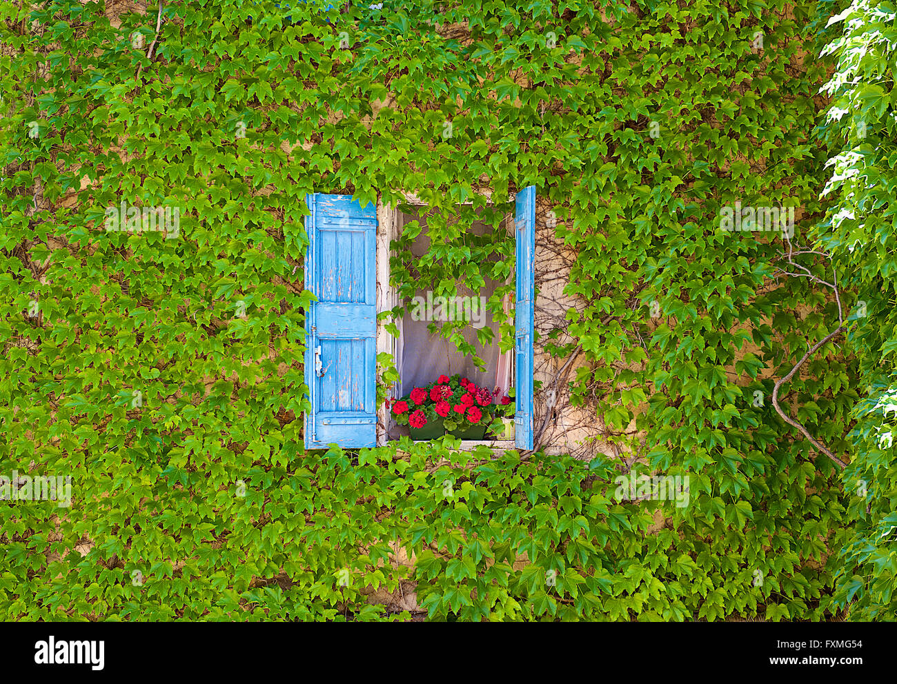 Vine covered building hi-res stock photography and images - Alamy