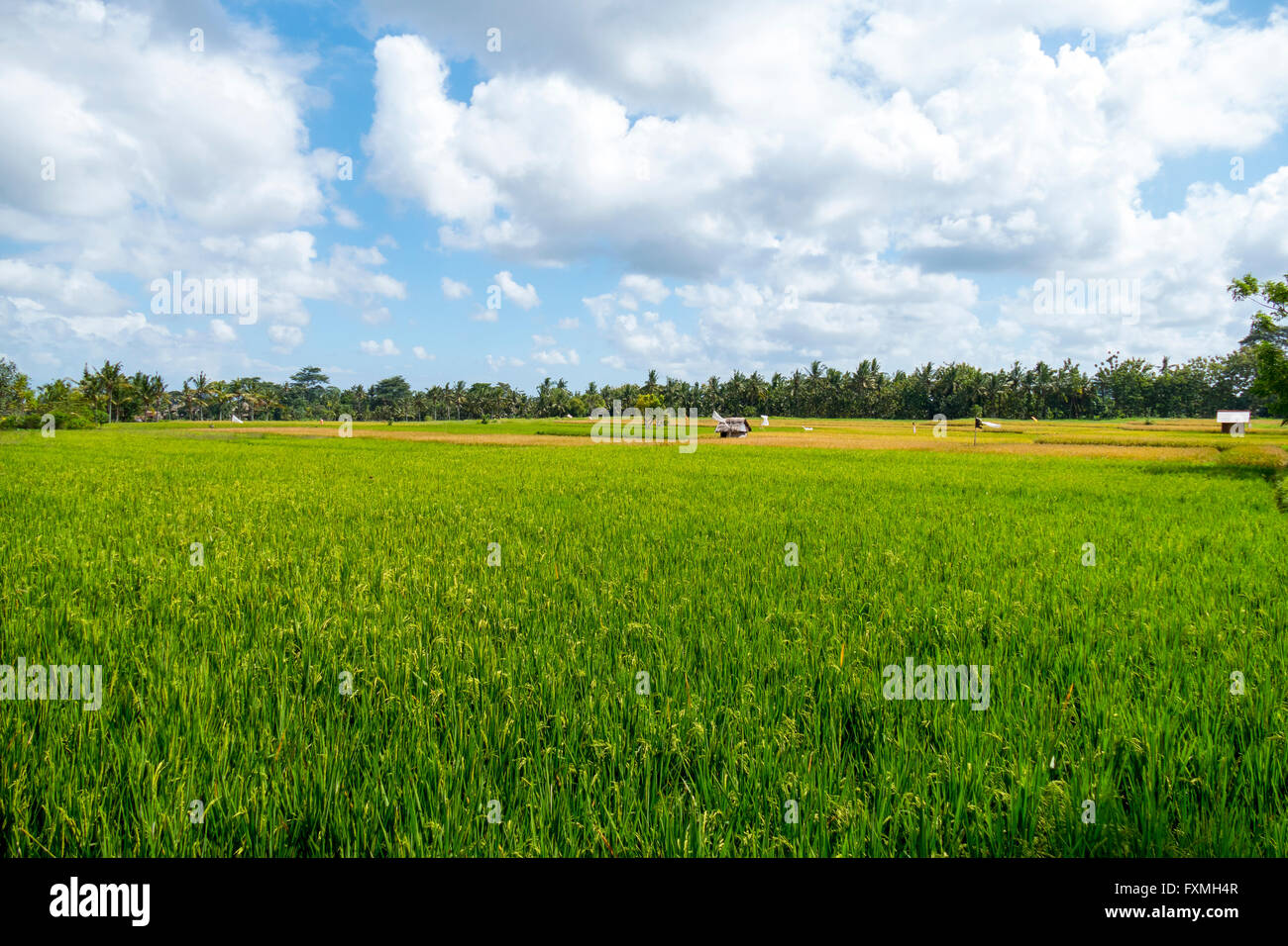 Landscape Field, Ubud, Bali, Indonesia Stock Photo - Alamy