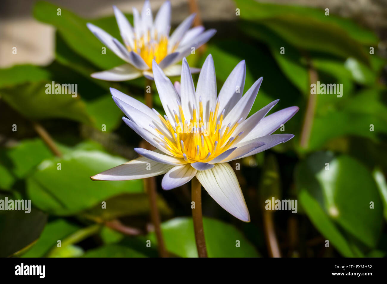 Blooming Lotus, Ubud, Bali, Indonesia Stock Photo - Alamy