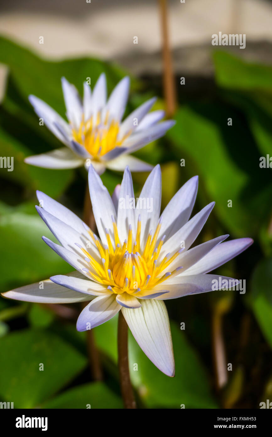 Bali lotus flower hi-res stock photography and images - Alamy