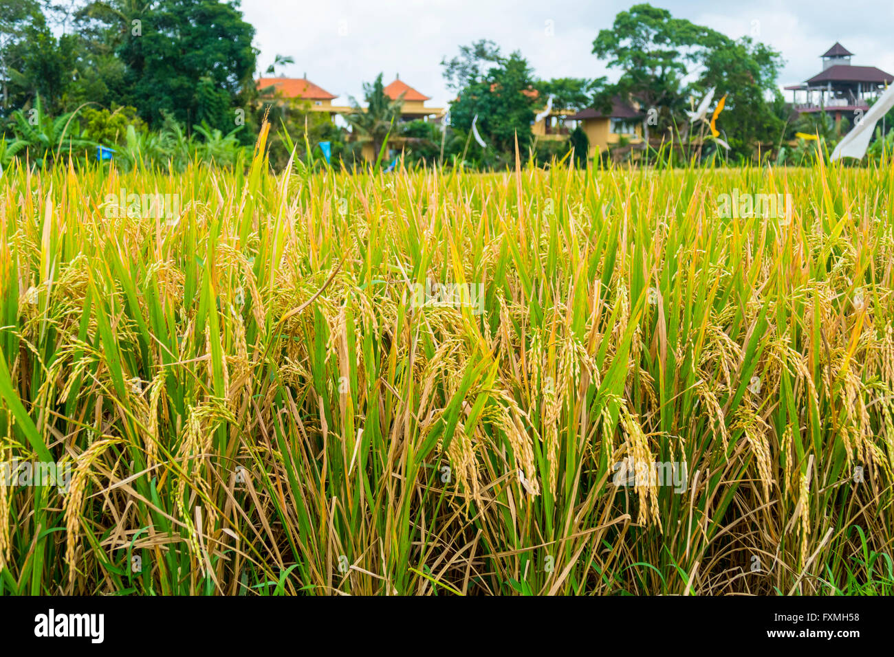 Rice paddy ubud bali High Resolution Stock Photography and Images - Alamy