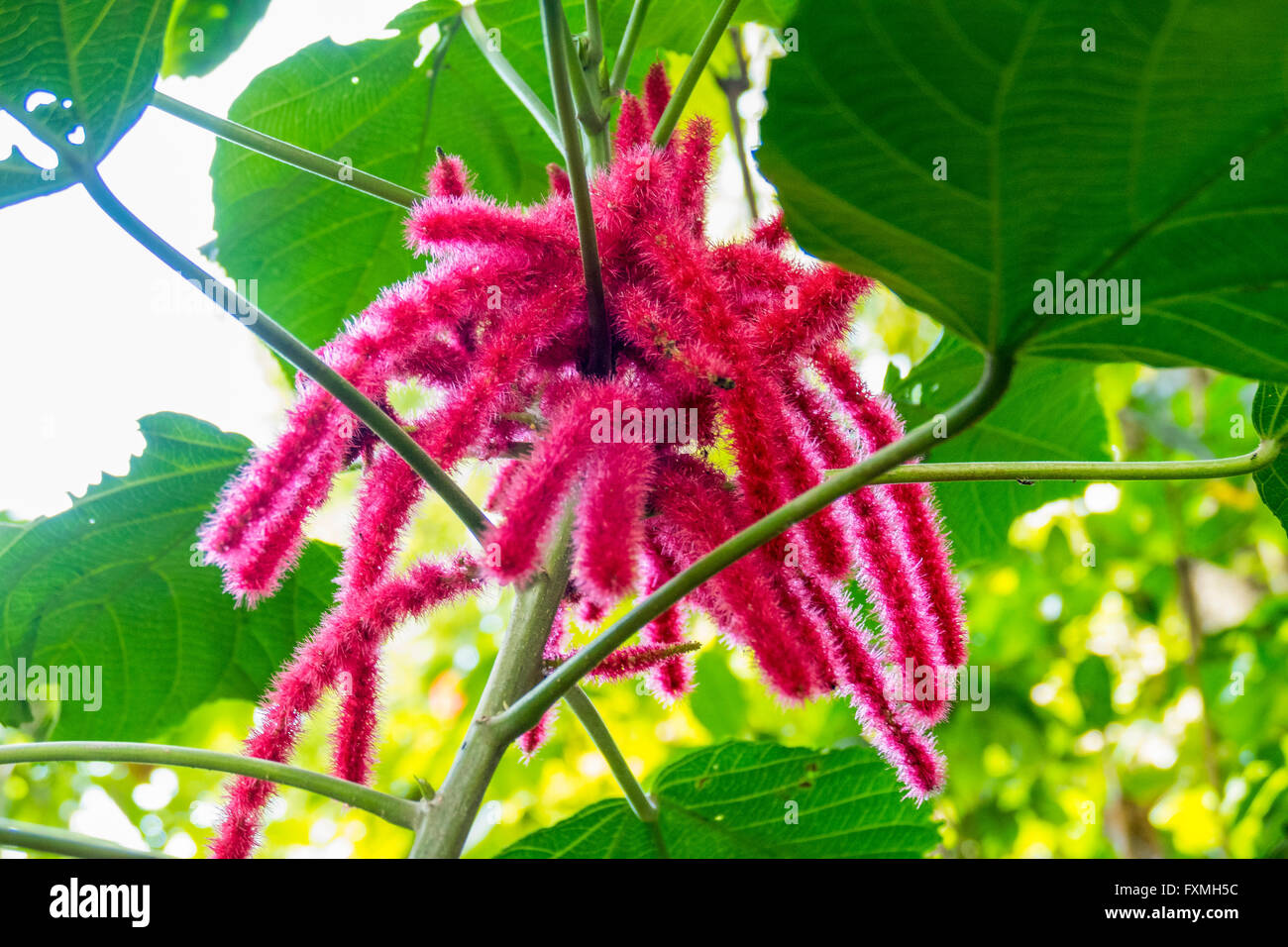 Chenille Plant, Ubud, Bali, Indonesia Stock Photo - Alamy