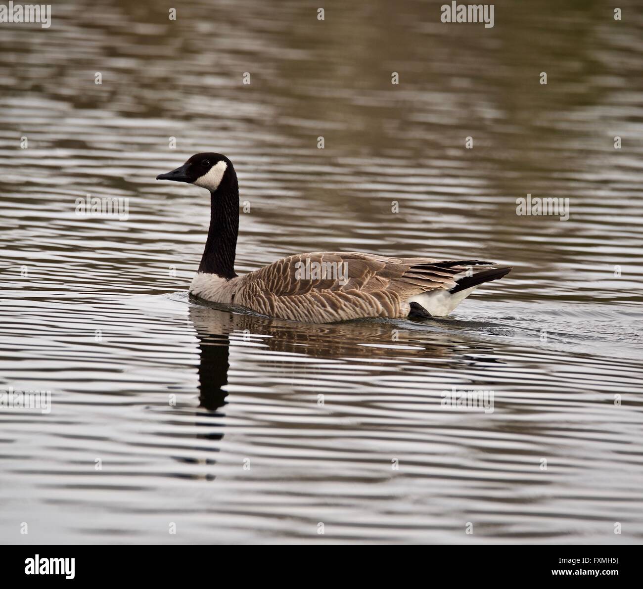 Goose at water hi-res stock photography and images - Alamy