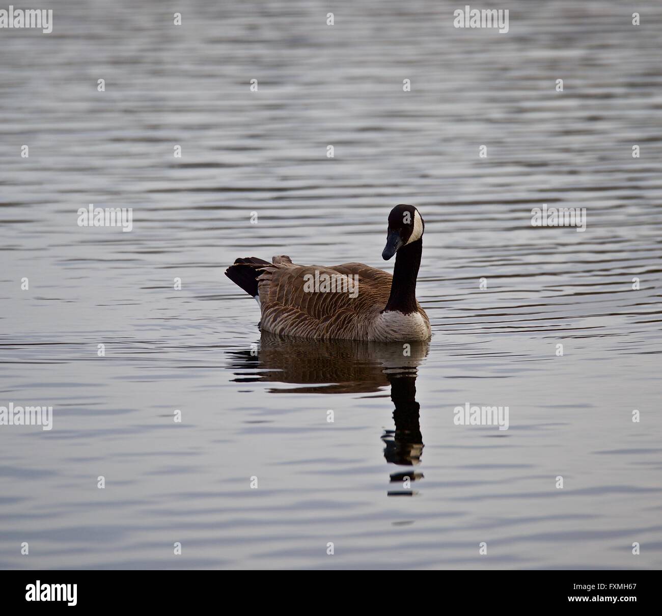 Goose pond hi-res stock photography and images - Alamy