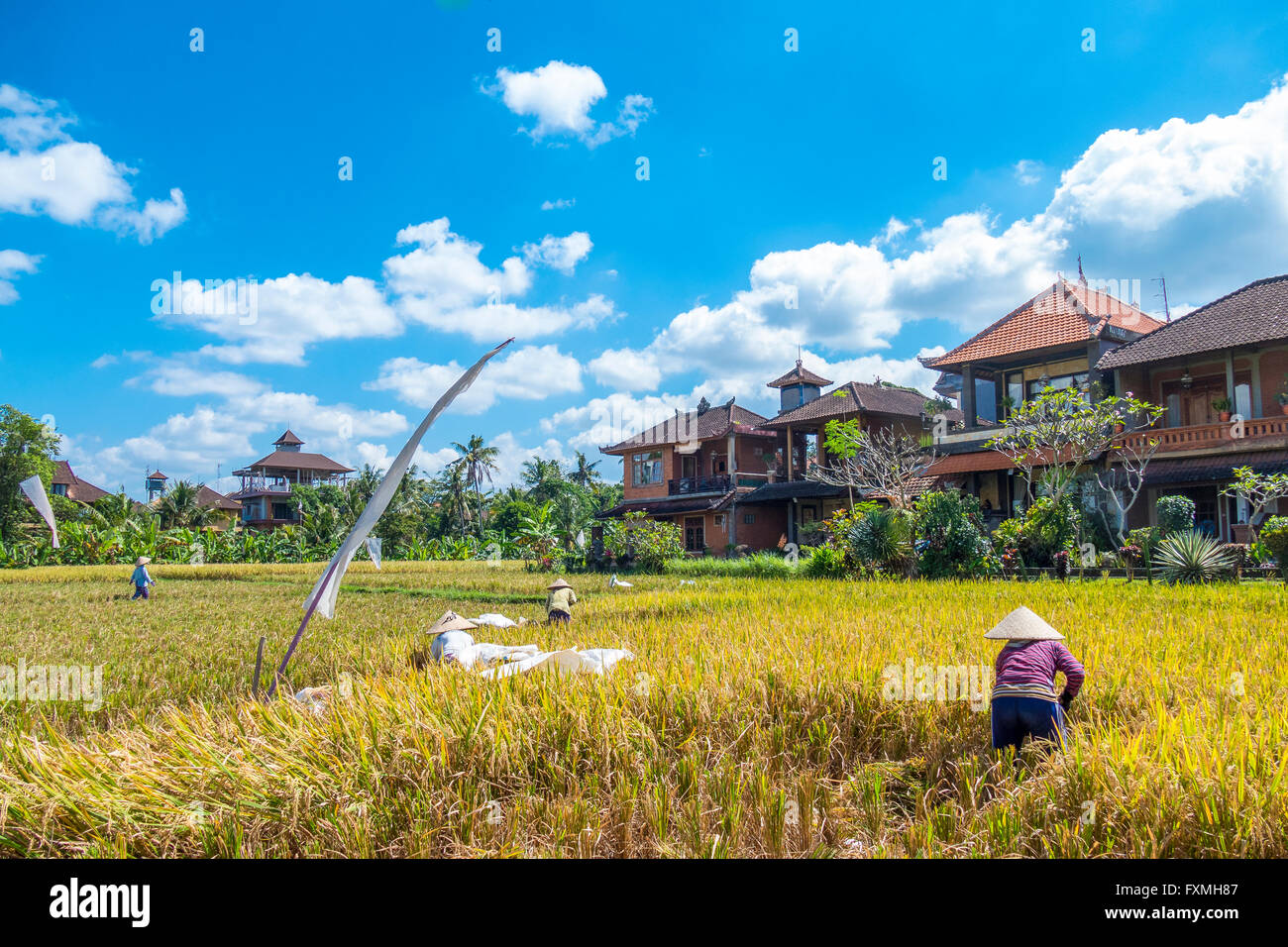 Rice Fields Landscape, Ubud, Bali, Indonesia Stock Photo - Alamy