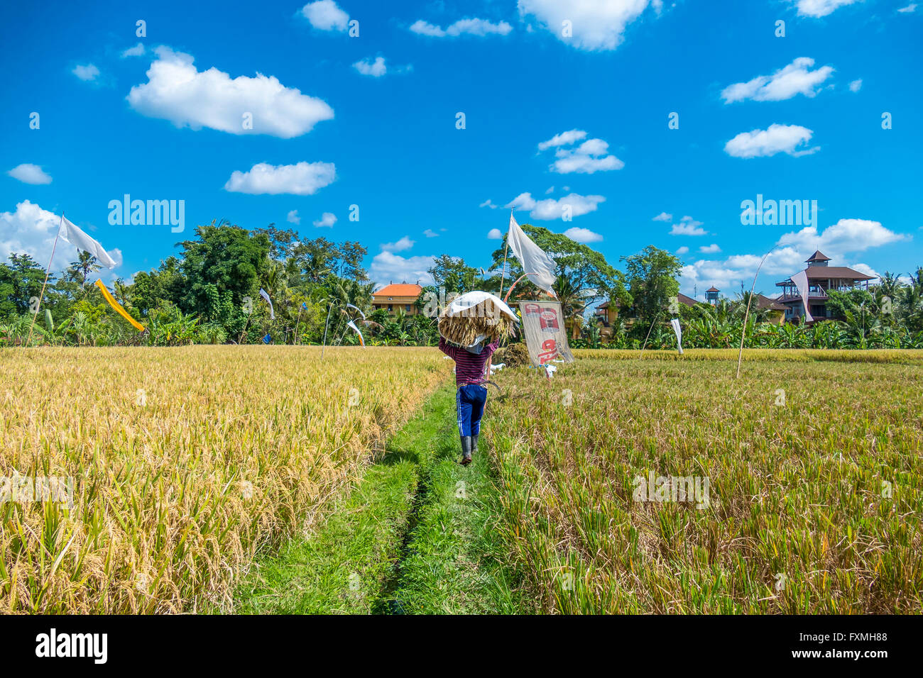 Rice Fields Landscape, Ubud, Bali, Indonesia Stock Photo - Alamy