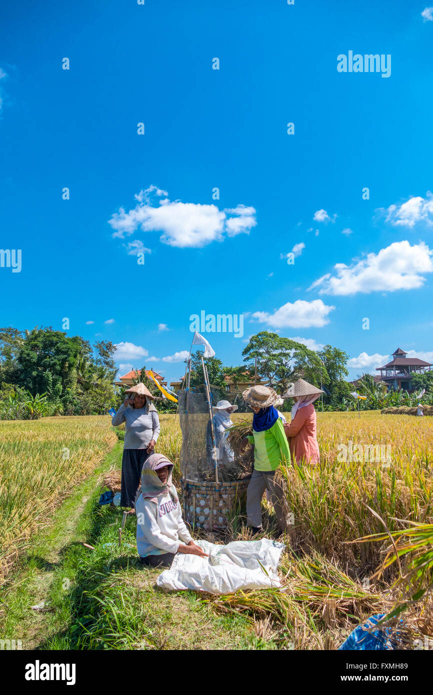 Working rice paddy ubud bali hi-res stock photography and images - Alamy