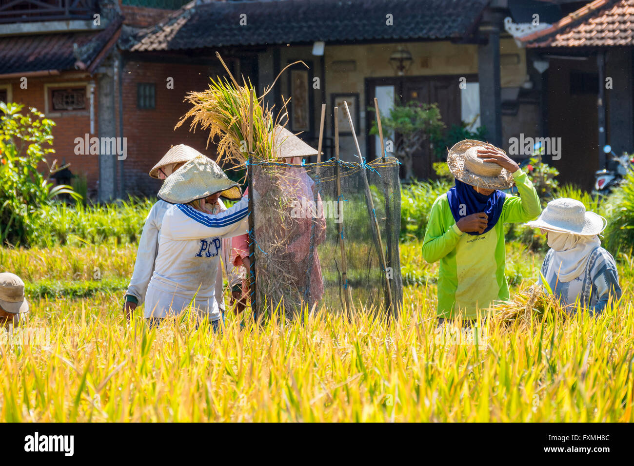 Rice harvest ubud bali hi-res stock photography and images - Alamy