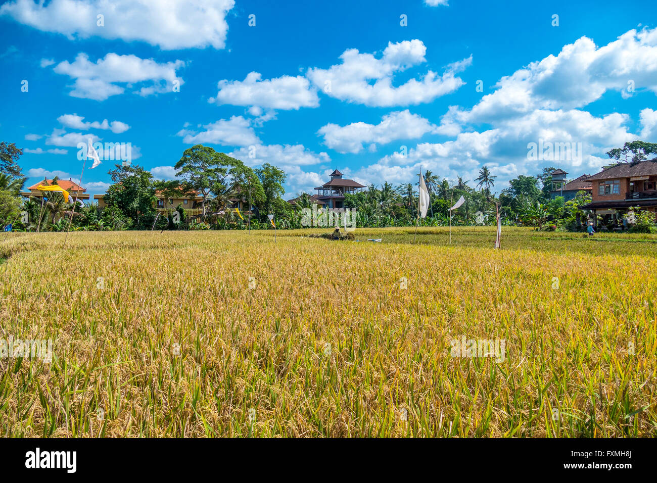 Rice Fields Landscape, Ubud, Bali, Indonesia Stock Photo - Alamy