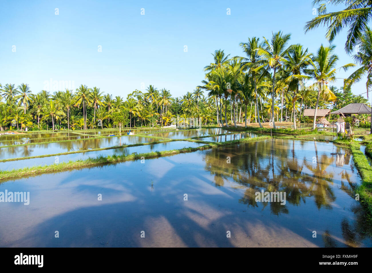 Rice Fields Landscape, Ubud, Bali, Indonesia Stock Photo - Alamy