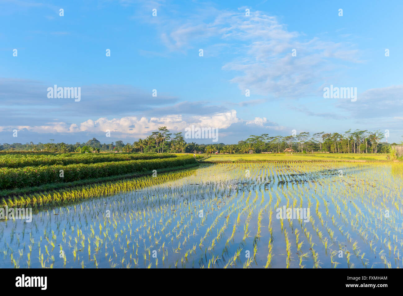 Rice Fields Landscape, Ubud, Bali, Indonesia Stock Photo - Alamy