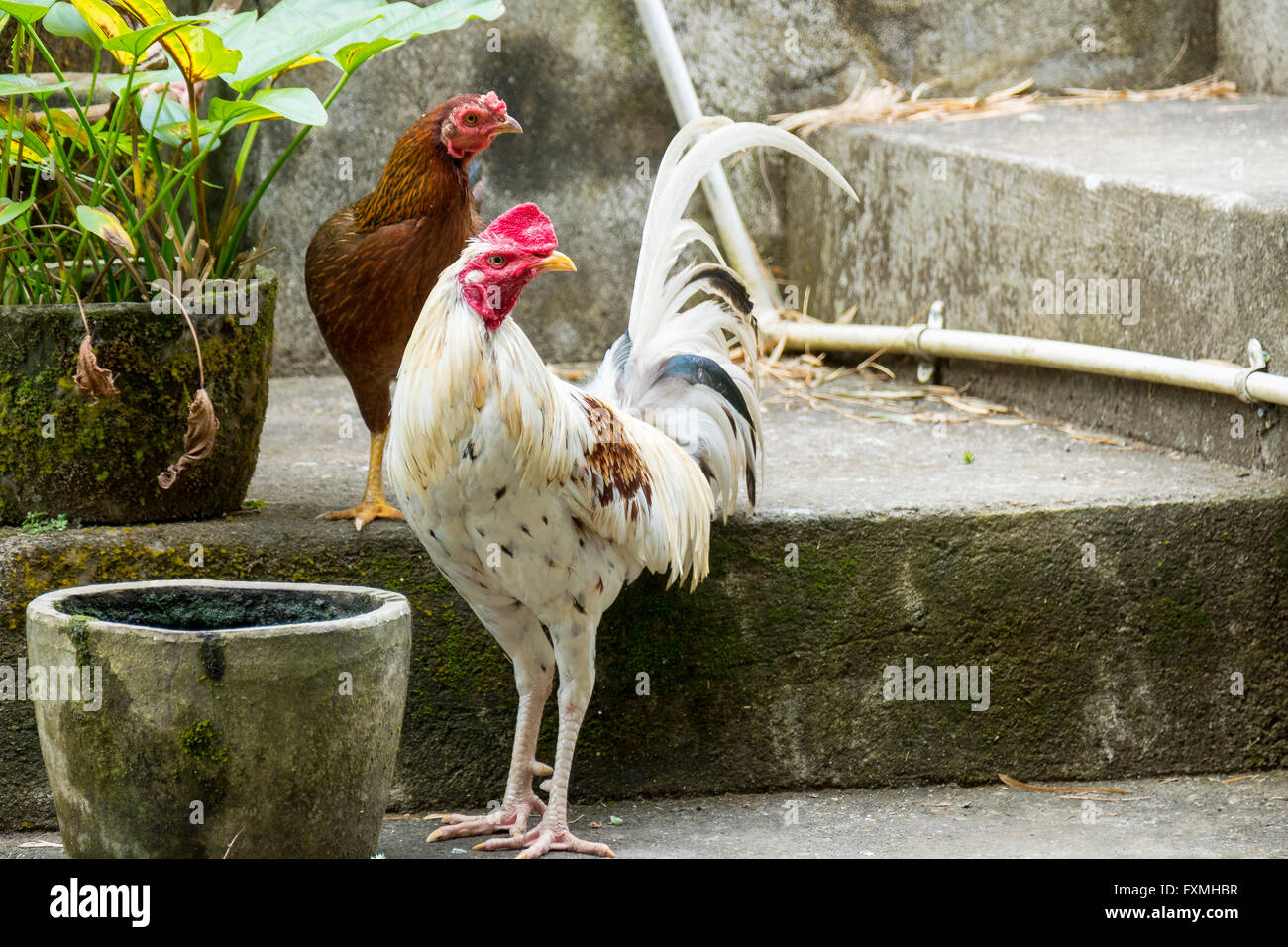 Rooster, Kuta, Bali, Indonesia Stock Photo - Alamy