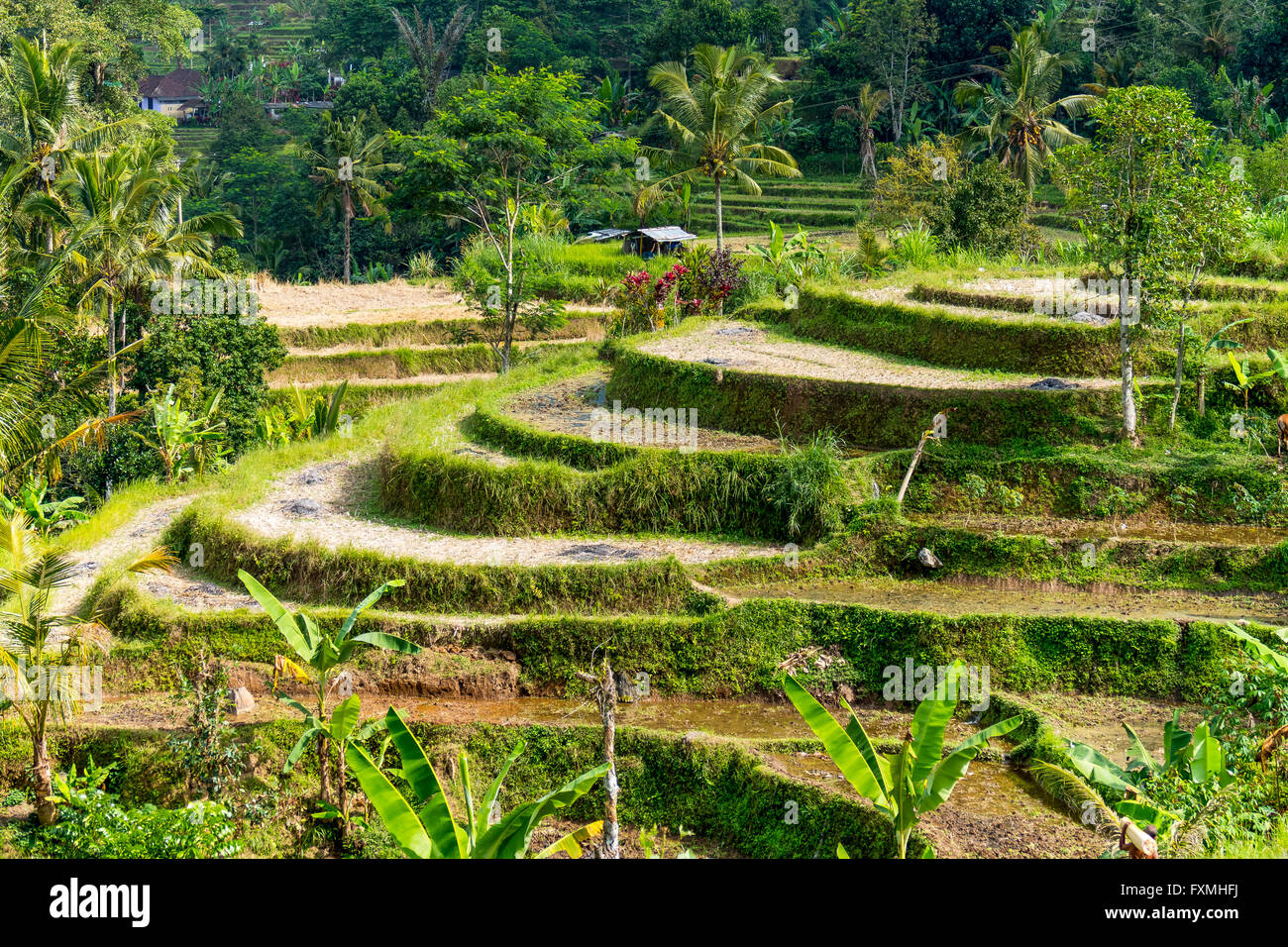 Terraced Rice Fields, Jatiluwih, Bali, Indonesia Stock Photo - Alamy