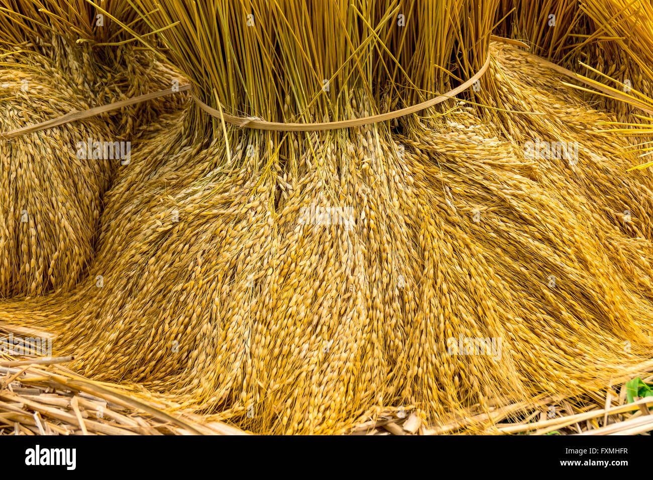 Rice harvest hi-res stock photography and images - Alamy