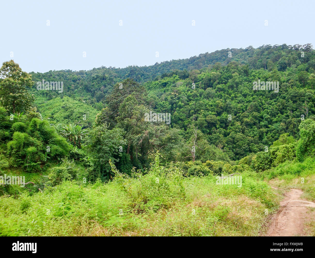 forest scenery seen in Laos, a country in Southeast Asia Stock Photo ...