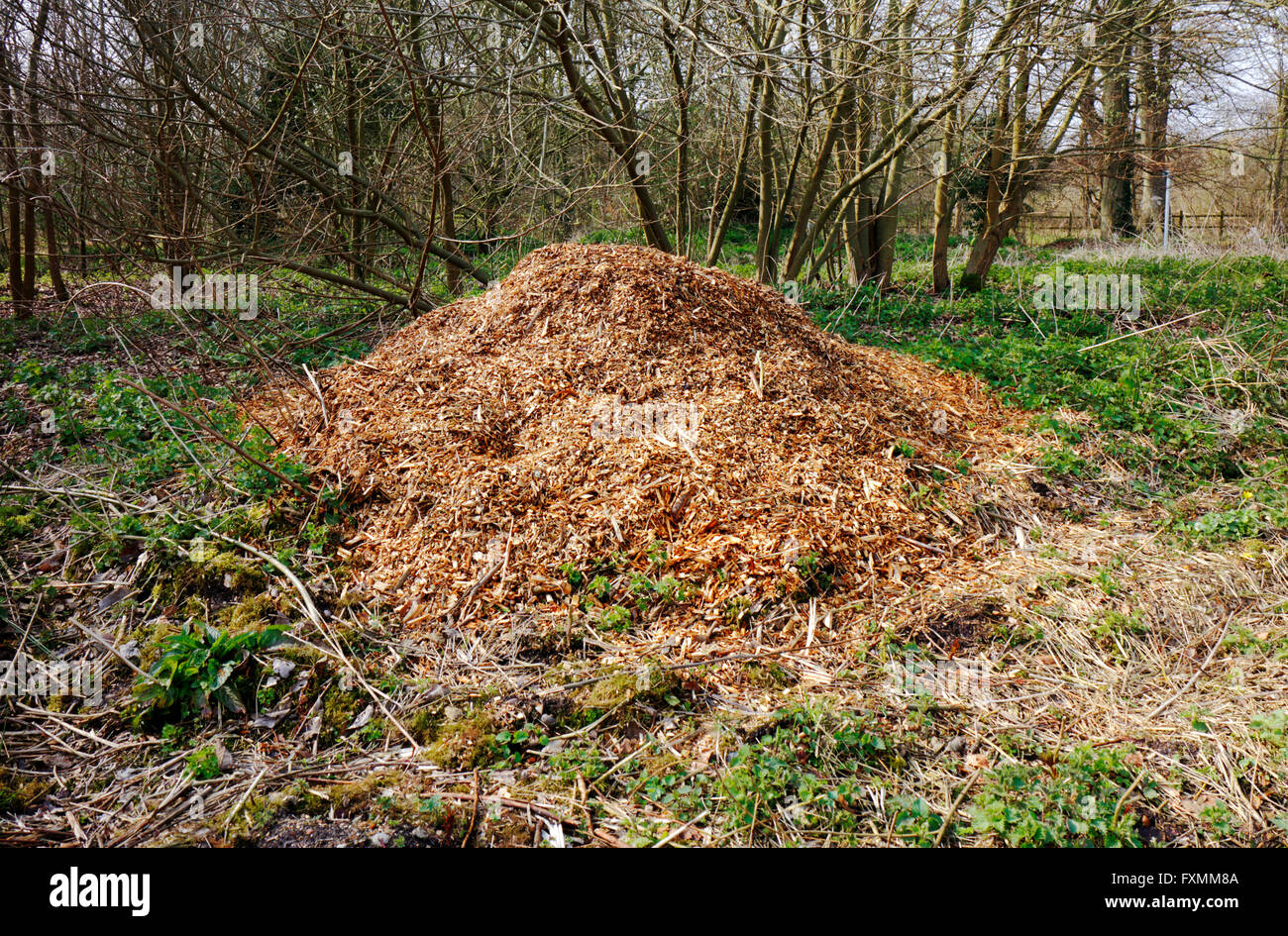 A pile of wood chippings from landscape maintenance at Whitlingham ...