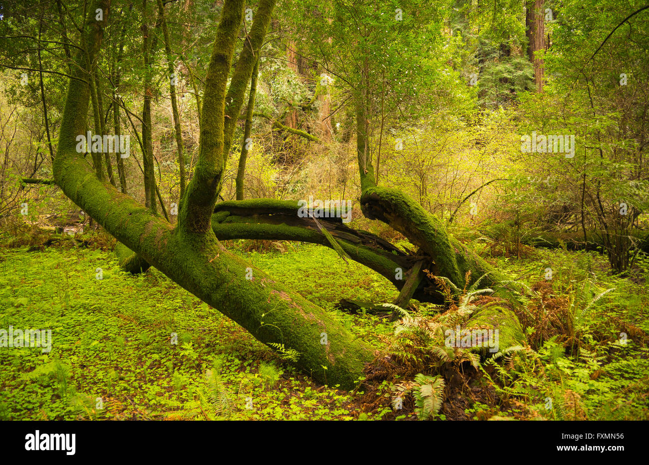 Muir Woods Ancient Redwood Forest,California,USA Stock Photo - Alamy