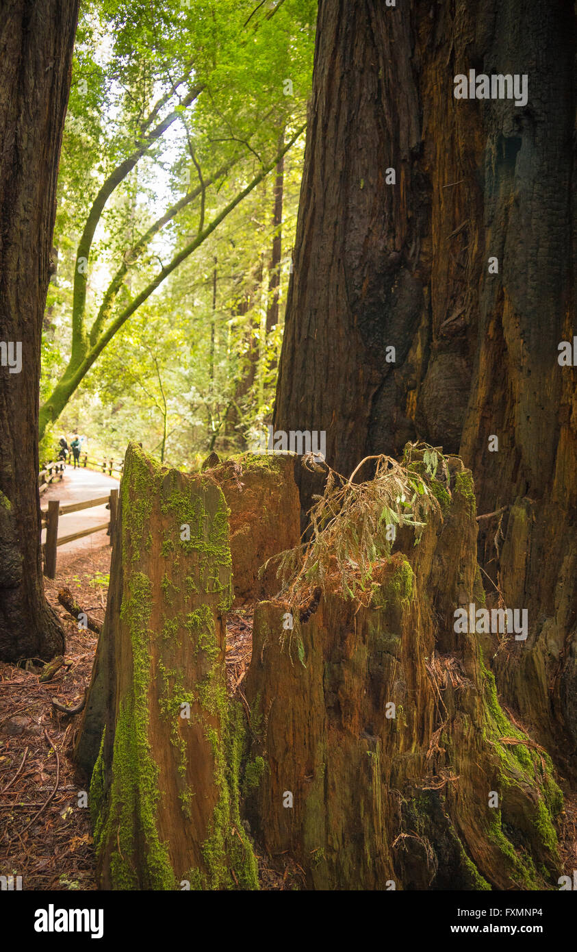 Ancient tree in Muir woods forest in California USA Stock Photo - Alamy