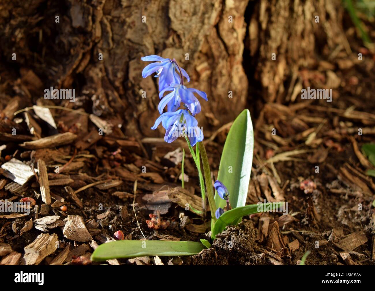 Lone flower hi-res stock photography and images - Alamy